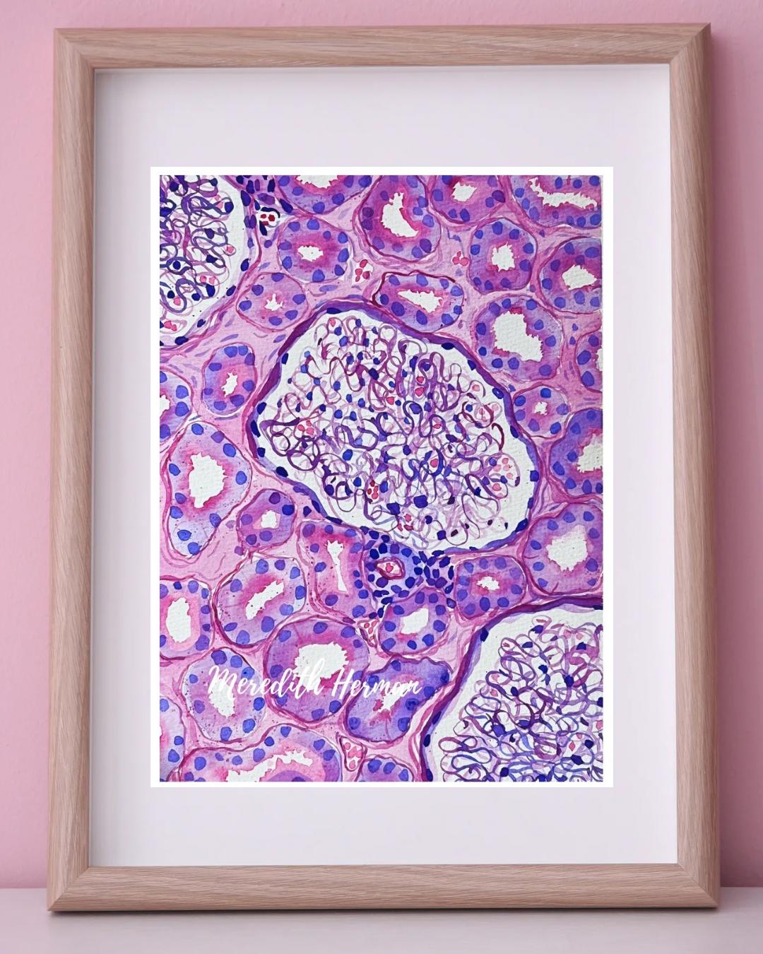 Kidney Histology, Pathology Art Original Painting, Watercolor, 9x12" - Etsy