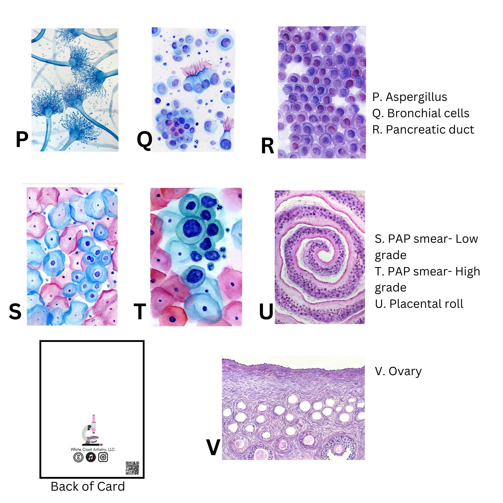 Pathology Cards, Histology, Blank Cards With Envelop - Etsy