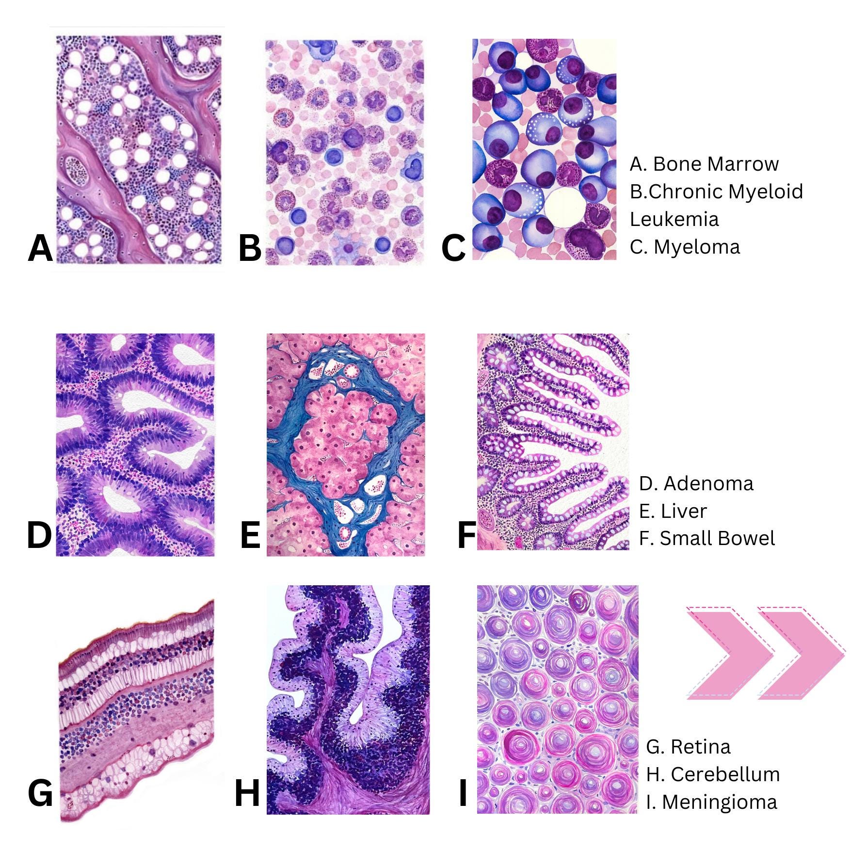 Pathology Cards, Histology, Blank Cards With Envelop - Etsy