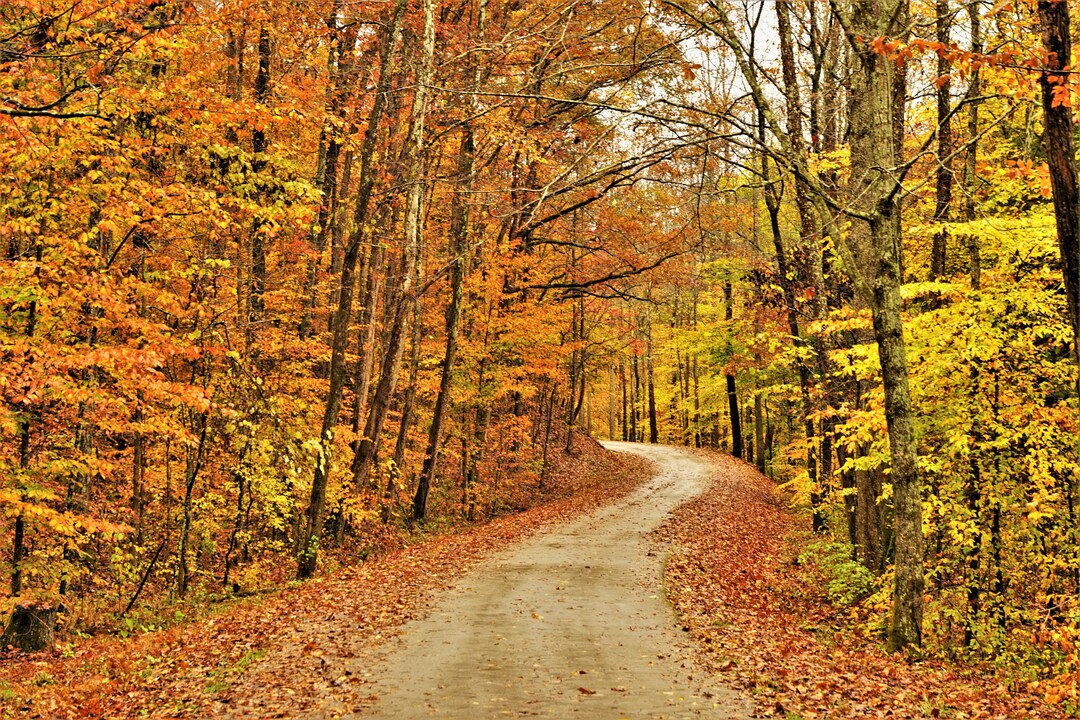 20X16 Inch Print of "autumn Drive Daniel Boone Forest" Kentucky on 15 ...