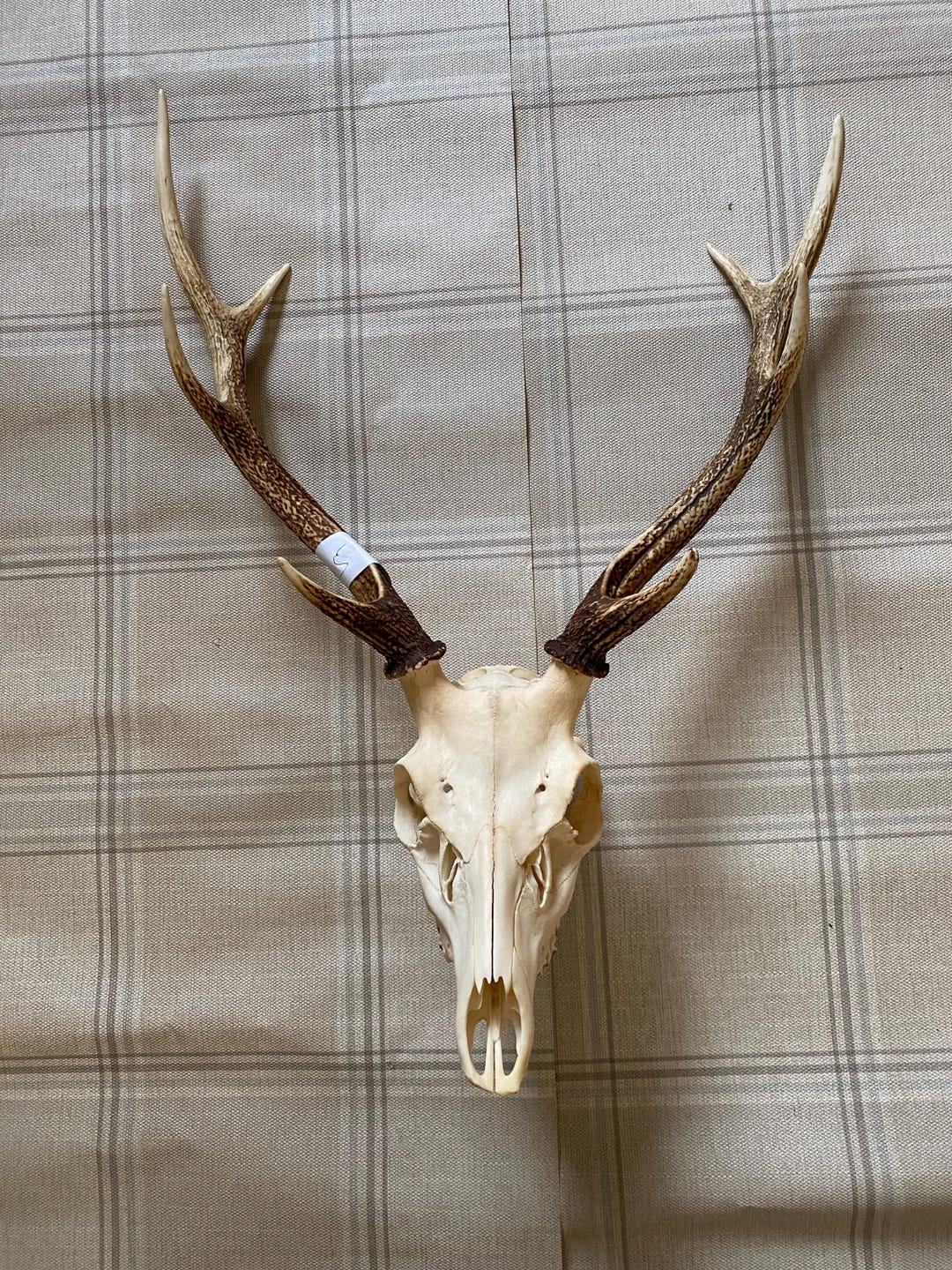 Large Symmetrical Set Sika Deer Antlers 8 Points - Etsy