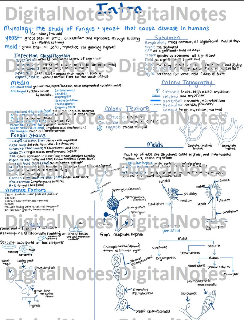 Medical Laboratory Science Mycology Digital Notes - Etsy