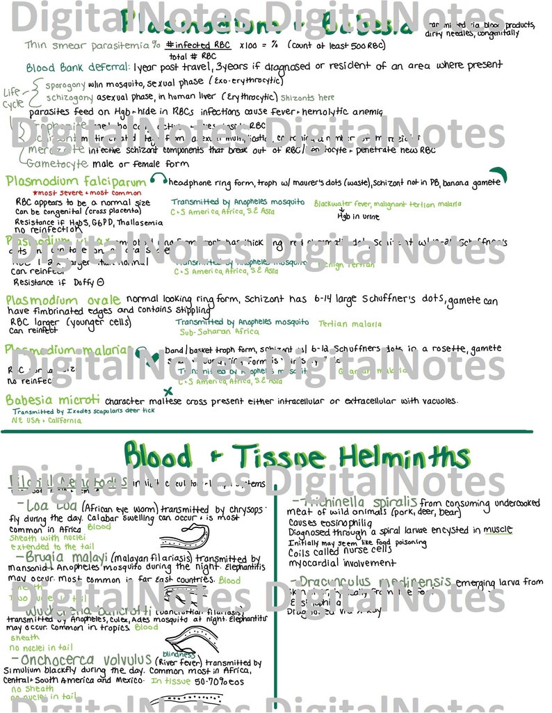 Medical Laboratory Science Parasitology Digital Notes - Etsy