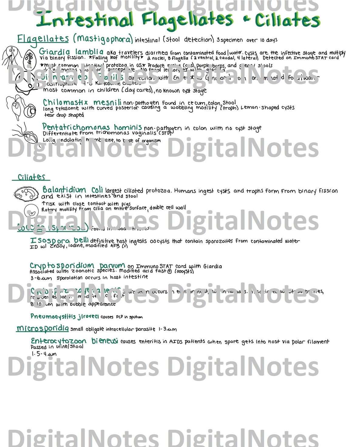 Medical Laboratory Science Parasitology Digital Notes - Etsy
