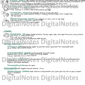 Medical Laboratory Science Parasitology Digital Notes - Etsy