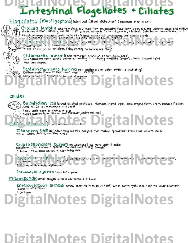 Medical Laboratory Science Parasitology Digital Notes - Etsy