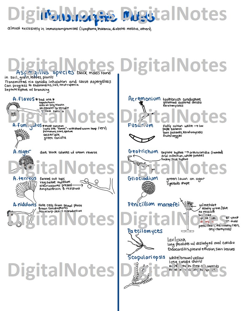 Medical Laboratory Science Mycology Digital Notes - Etsy
