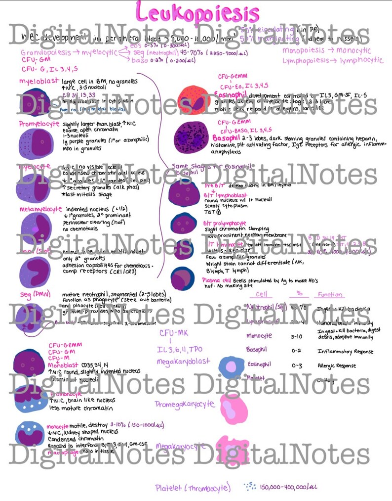 Medical Laboratory Science Hematology Digital Notes - Etsy