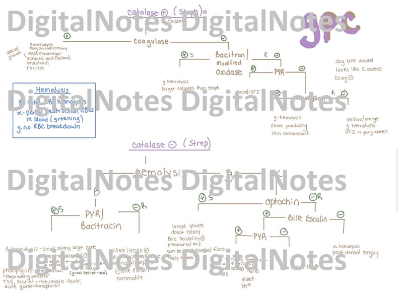 Medical Laboratory Science Bacteriology Flow Chart Study Guide - Etsy