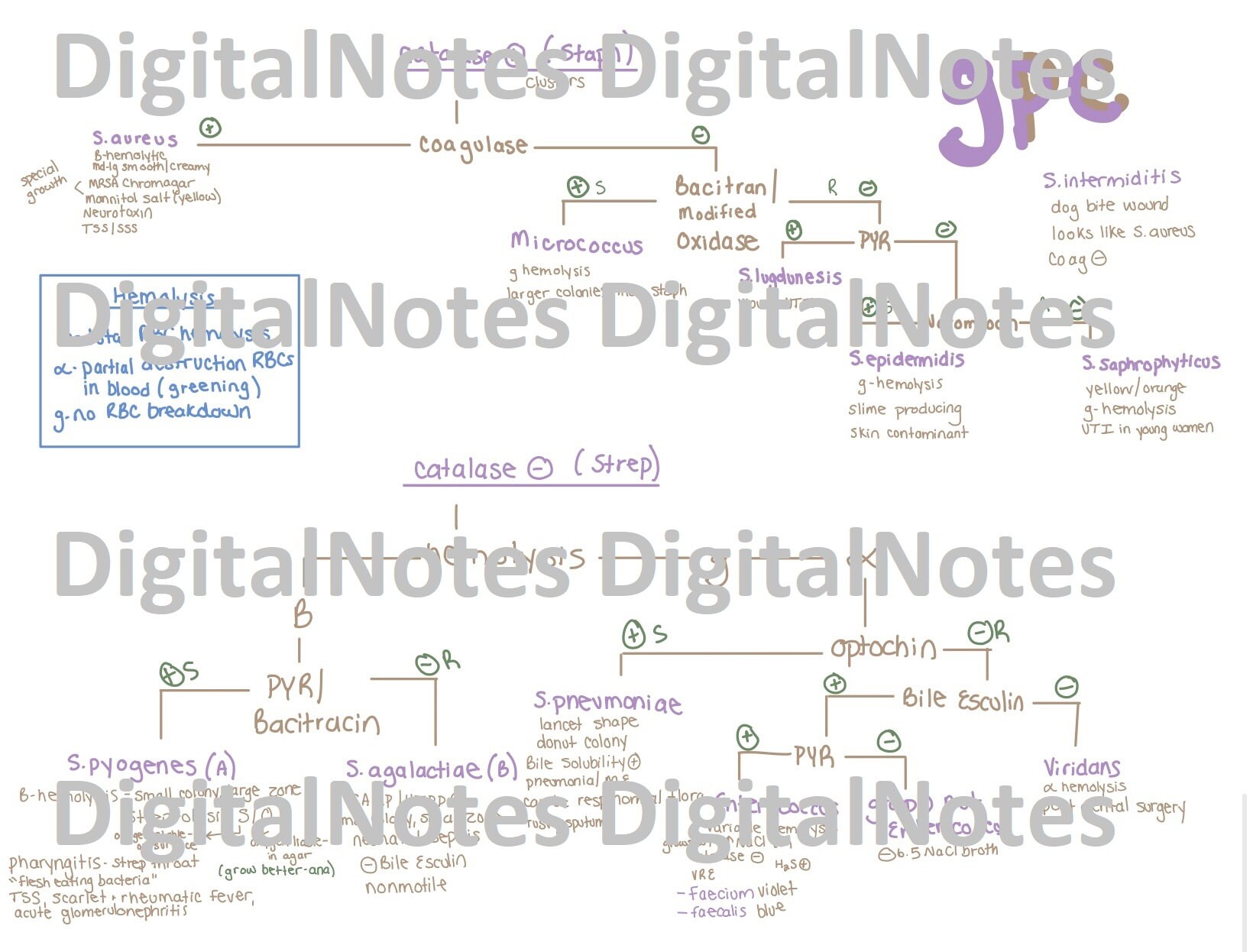 Medical Laboratory Science Bacteriology Flow Chart Study Guide - Etsy