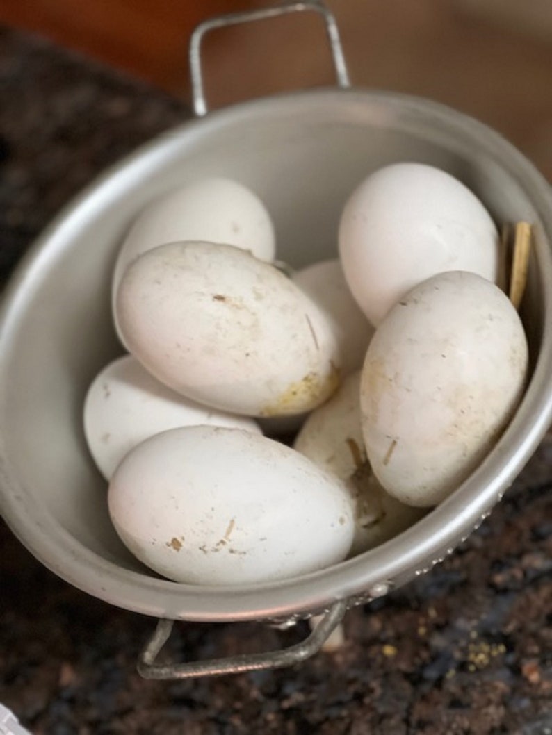 Farm Fresh Goose Eggs for Eating and Baking - Free Range Non-gmo No Soy ...
