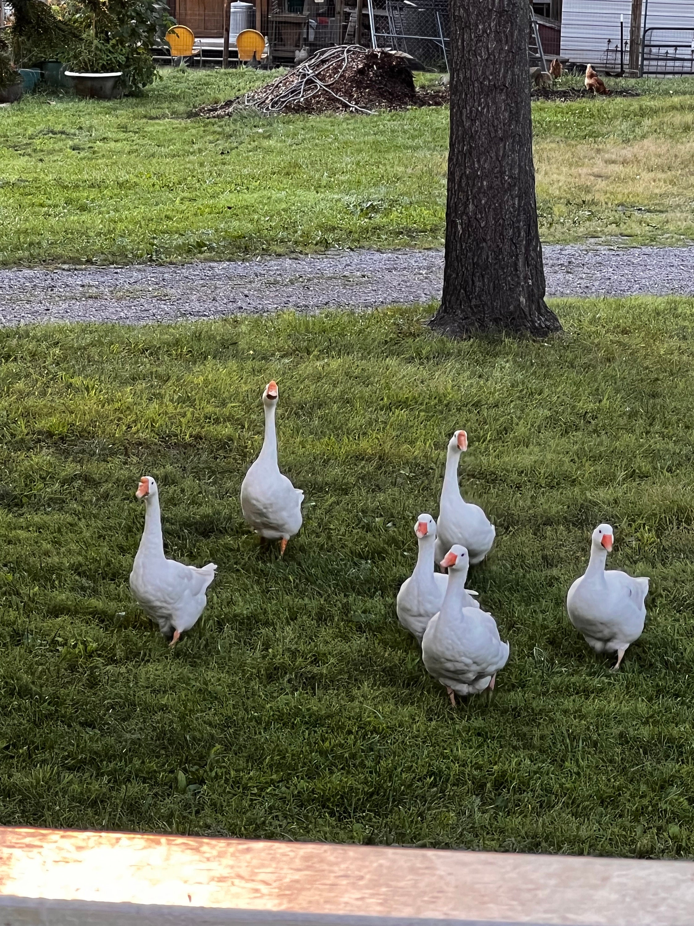 Farm Fresh Goose Eggs for Eating and Baking - Free Range Non-gmo No Soy ...