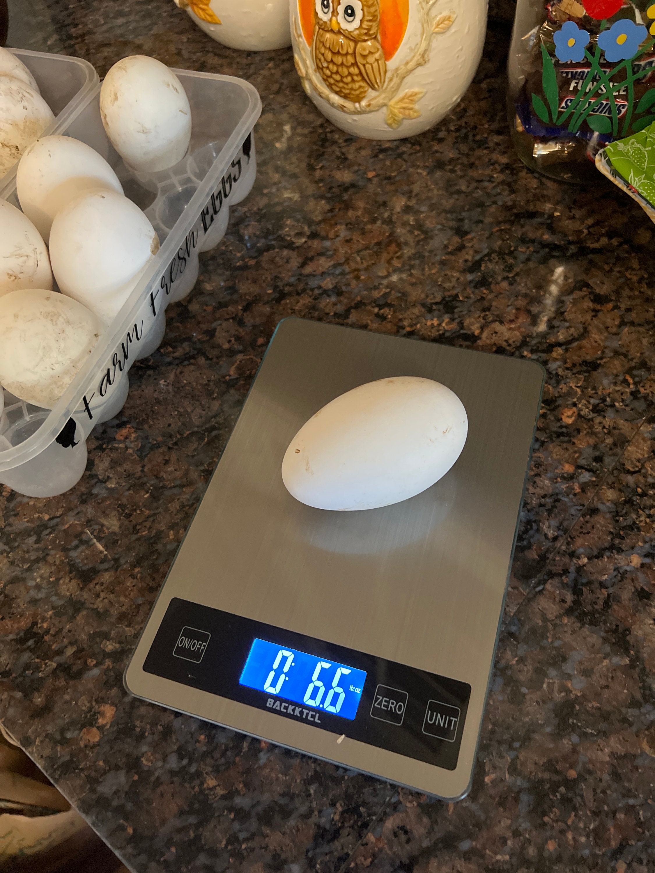 Farm Fresh Goose Eggs for Eating and Baking - Free Range Non-gmo No Soy ...