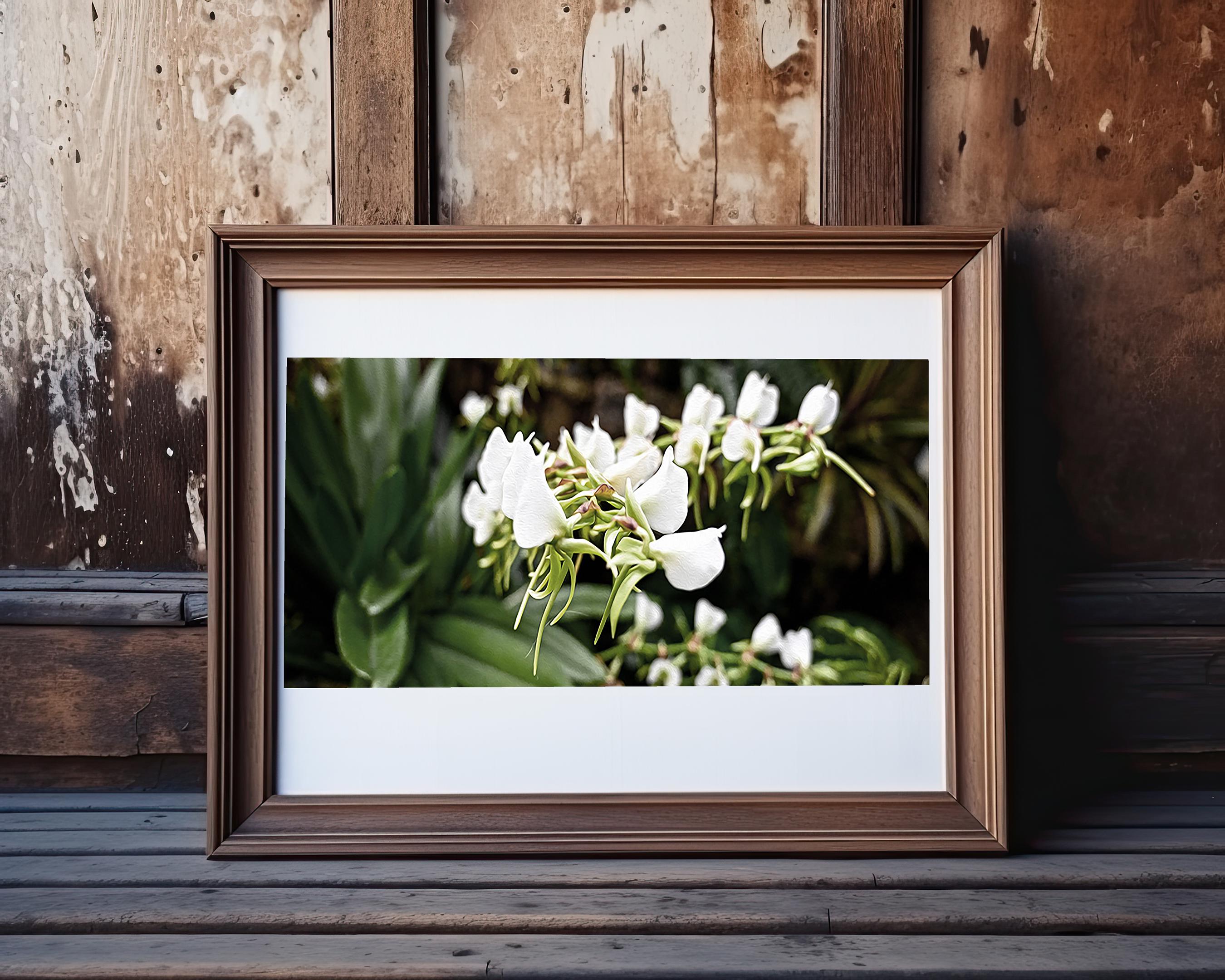 Ivory Angraecum Orchid Print: Tropical Botanical Wall Art - Etsy