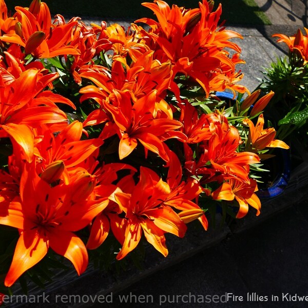 Fire Lilies - Etsy