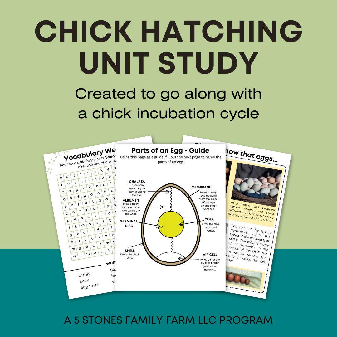 Chick Hatching Digital Unit Study Guide for Homeschool or Classroom | 4 ...