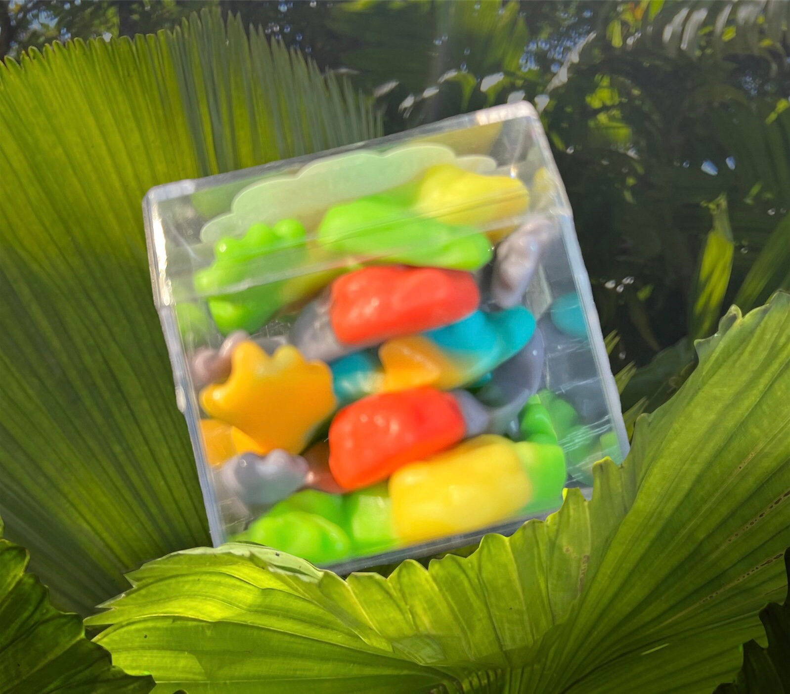 Tropical Frogs Gourmet Gummy Cube Candy Bag. Treats Tiktok - Etsy