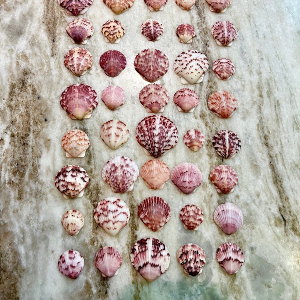 Pink Seashells - Etsy