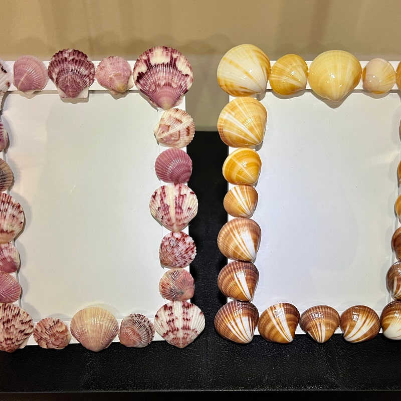Seashell Frame - Etsy