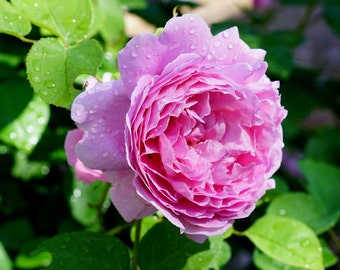 Beautiful Soft Pink Rose, Live Potted Plant With Healthy Own Roots F7 ...
