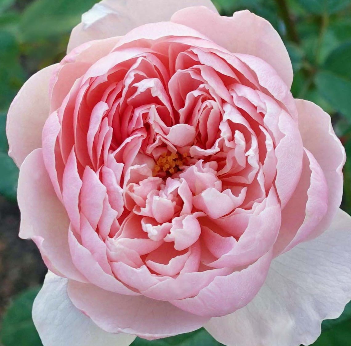 Beautiful Soft Pink Rose, Live Potted Plant With Healthy Own Roots - Etsy