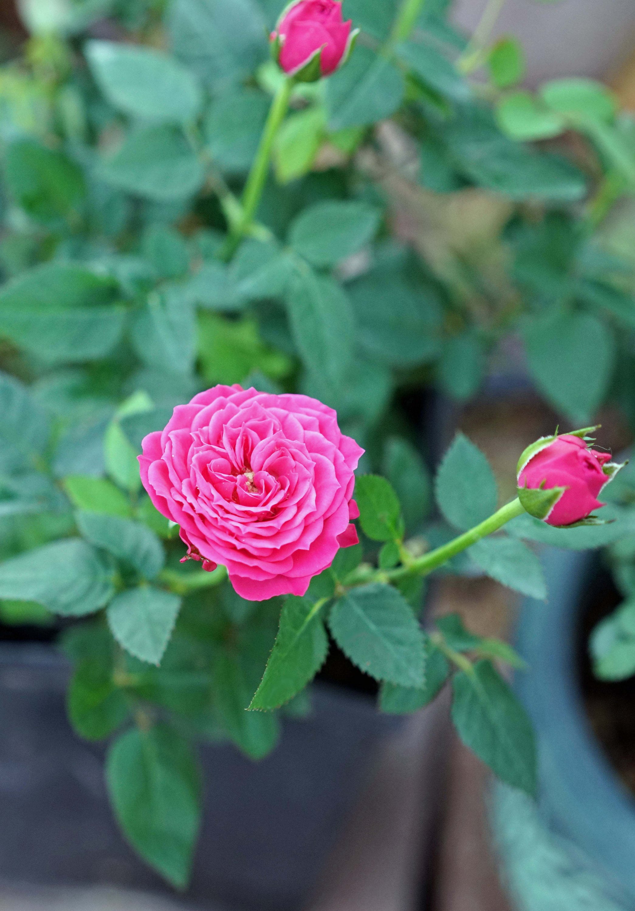 Rose Pink Mini Rose, Live Plant Potted, Healthy Own Root - Etsy