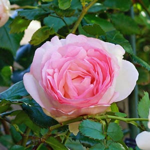 Beautiful Giant Pink Climber Rose! Live Potted Plant With Healthy Own ...