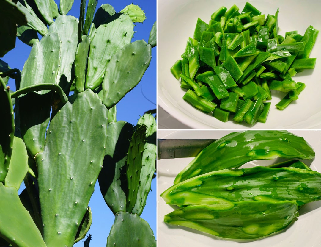 Jade Green Cactus (mostly Thornless), Can Grow Like a Tree or a Bush - Etsy