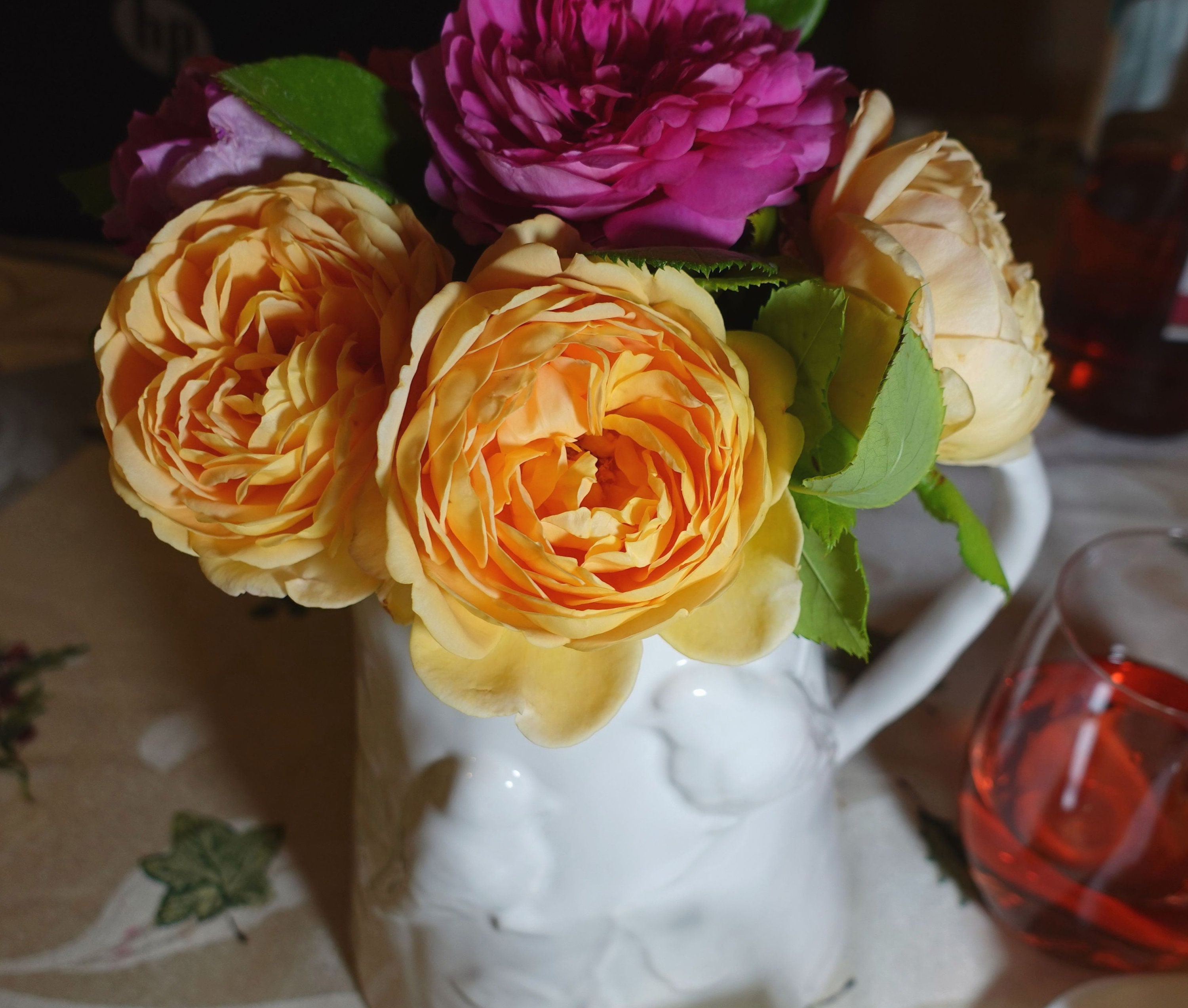 Beautiful Apricot-orange Color With Very Fragrant English Rose, Live ...