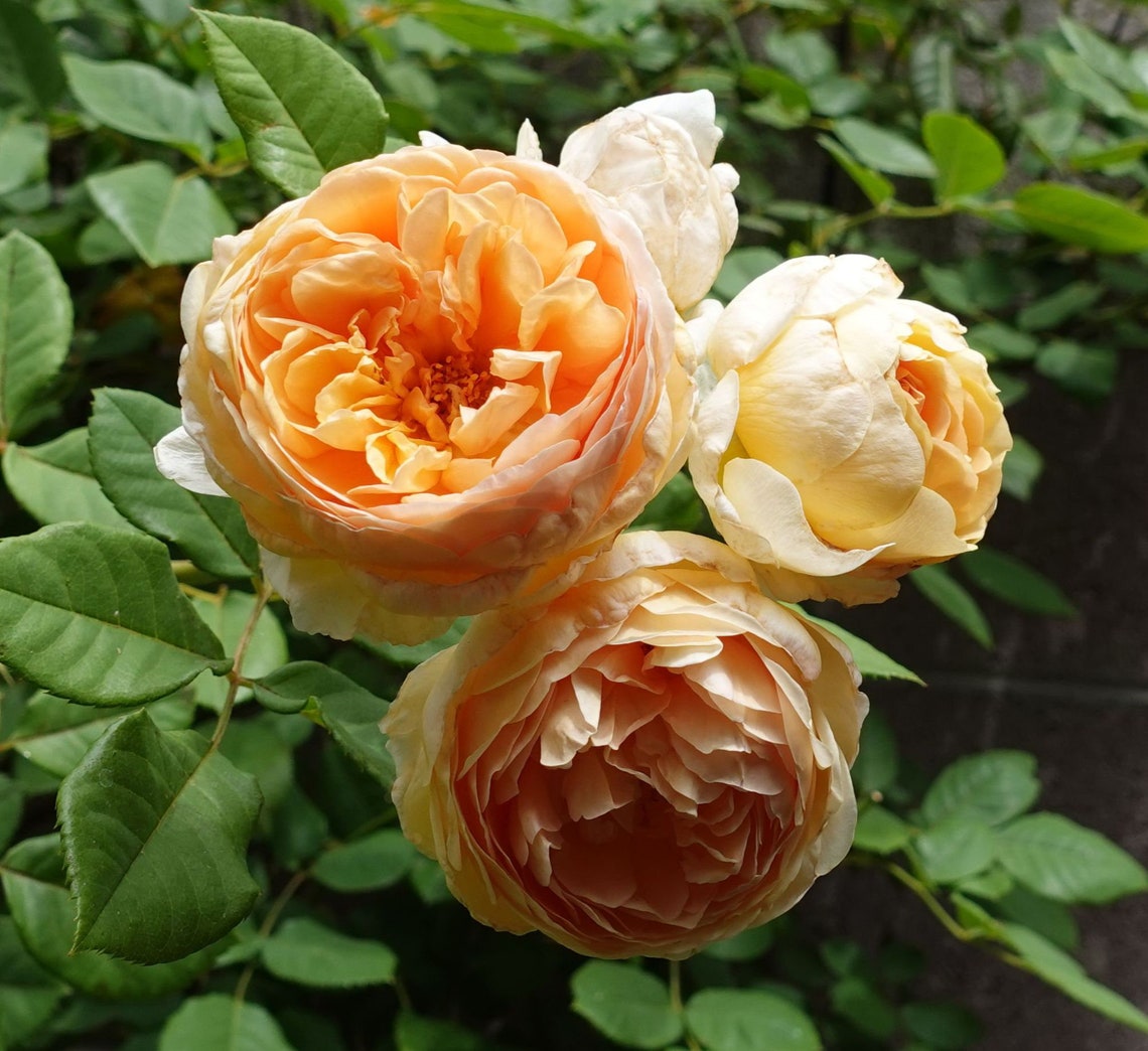 Beautiful Apricot-orange Color With Very Fragrant English Rose, Live ...