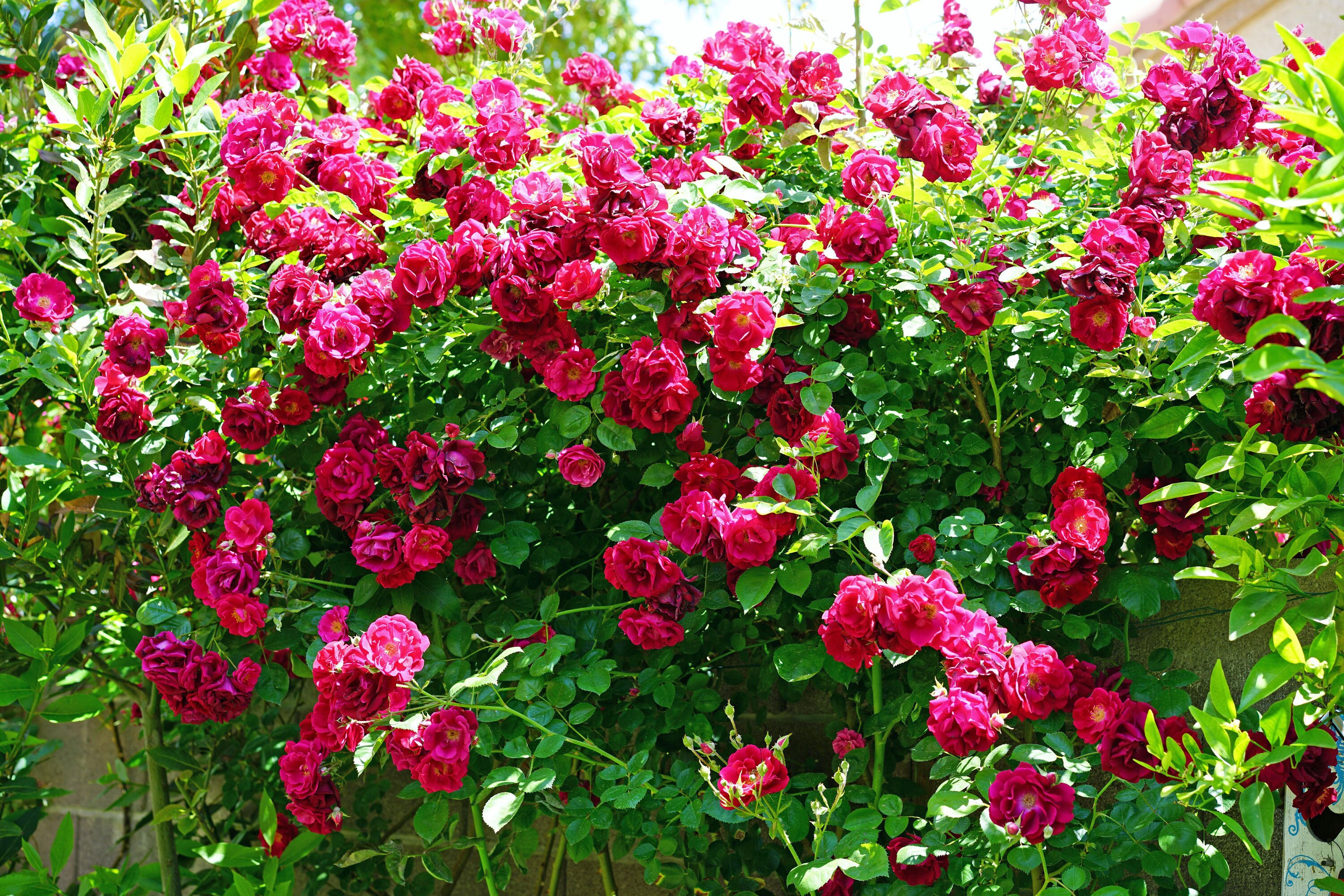Lovely Purple Red Climbing Rose, Live Potted With Healthy Roots, Can ...