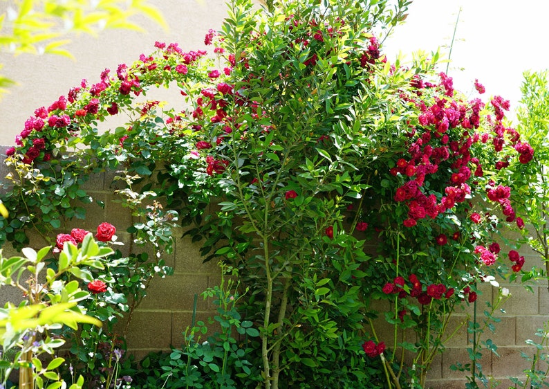 Lovely Purple Red Climbing Rose, Live Potted With Healthy Roots, Can ...