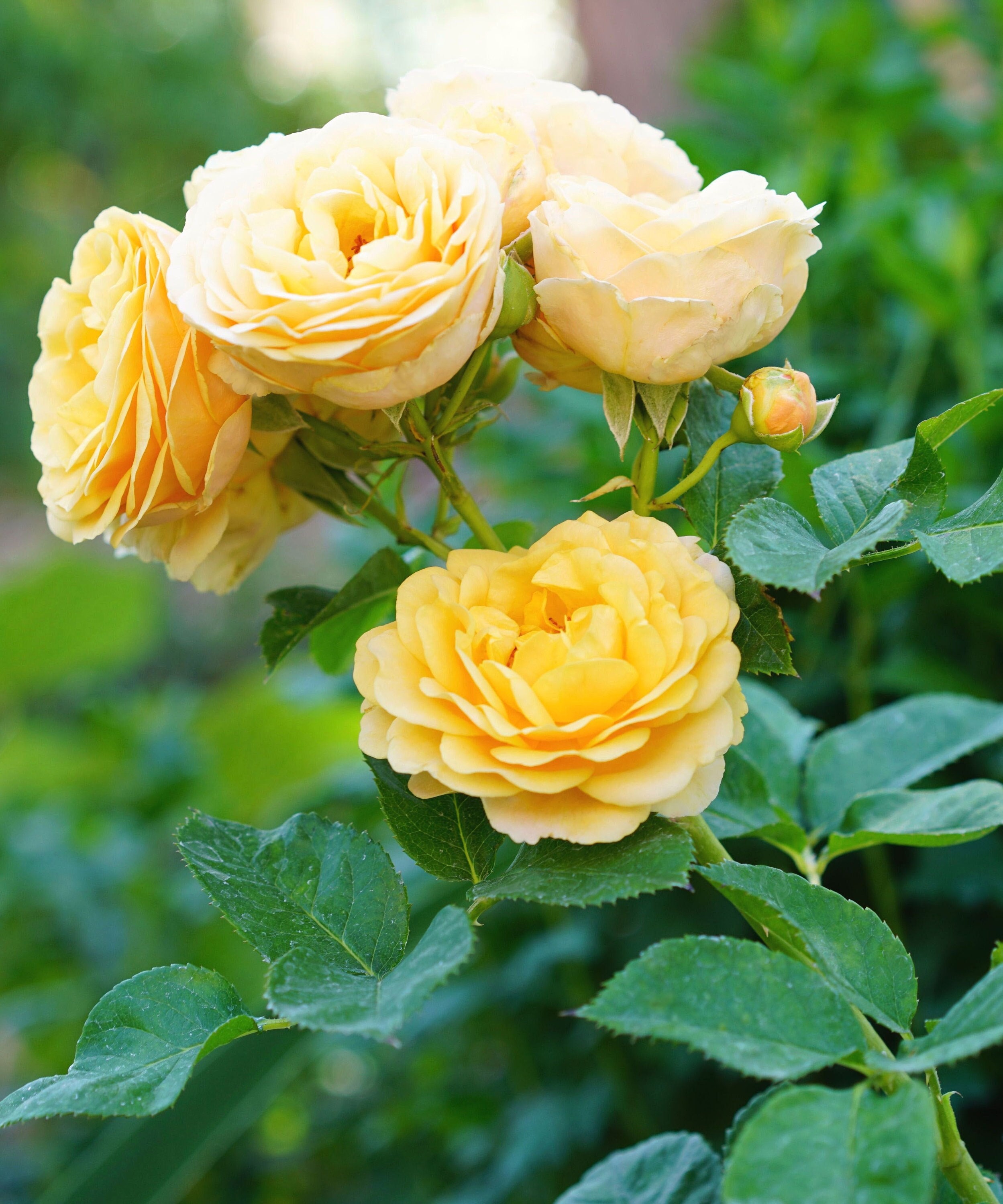 Beautiful Apricot Mini Rose, Live Plant Potted, Healthy Own Root - Etsy