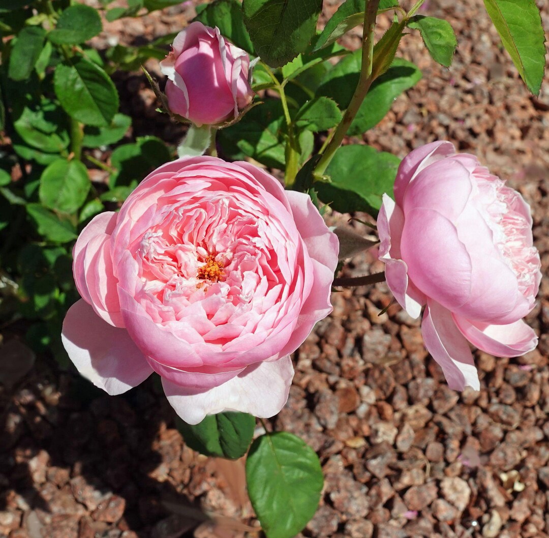Beautiful Soft Pink Rose, Live Potted Plant With Healthy Own Roots - Etsy