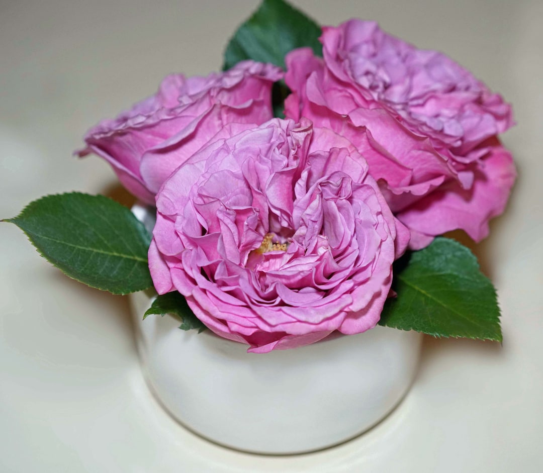Beautiful Rare Purple Crown Rose, Live Potted Plant With Healthy Own ...