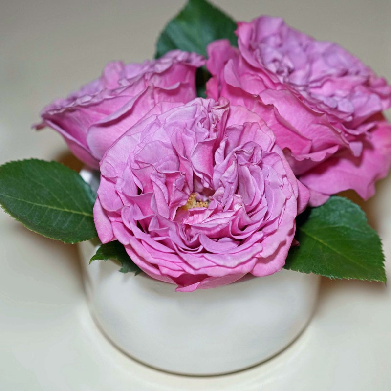 Purple Rose Bush - Etsy
