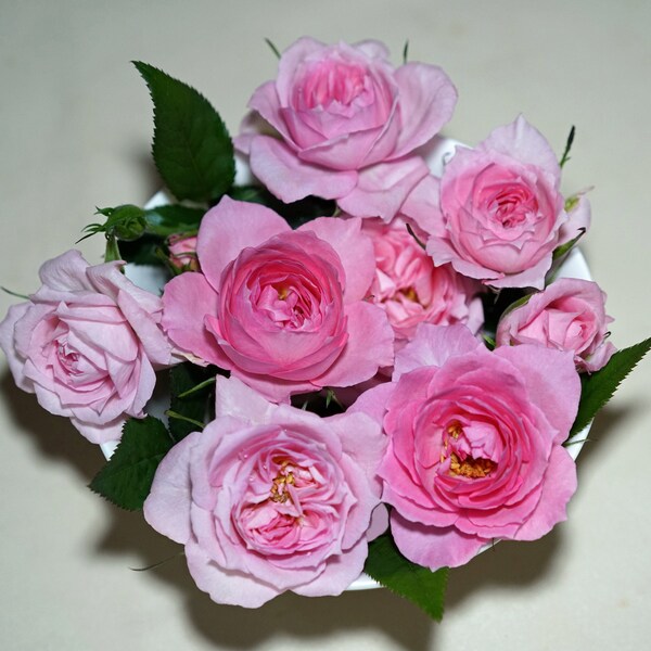 Rose Plants Live - Etsy