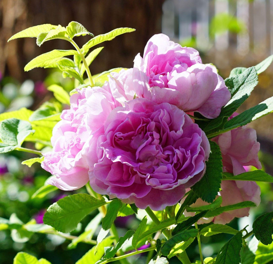 Very Fragrant, Mostly Thornless Lilac Pink Rose, Live Potted Plant With ...