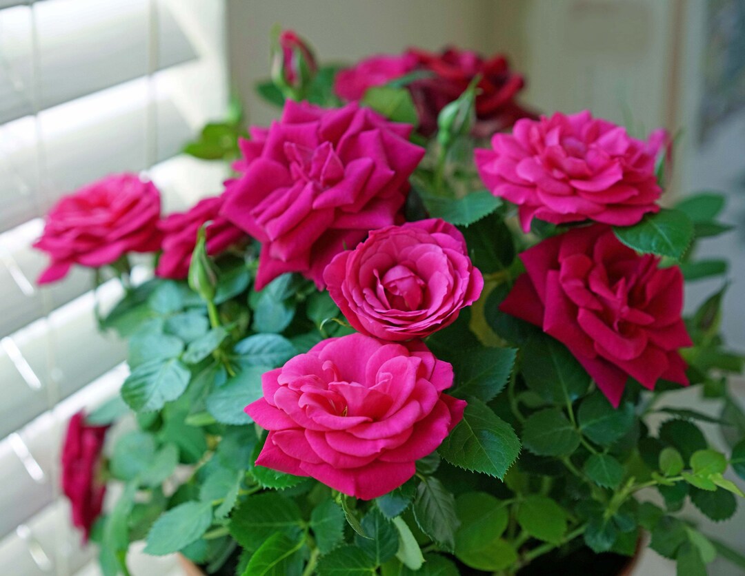 Rose Pink Mini Rose, Live Plant Potted, Healthy Own Root - Etsy