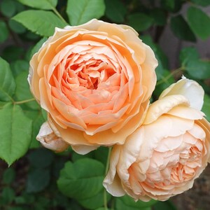 Beautiful Apricot-orange Color With Very Fragrant English Rose, Live ...