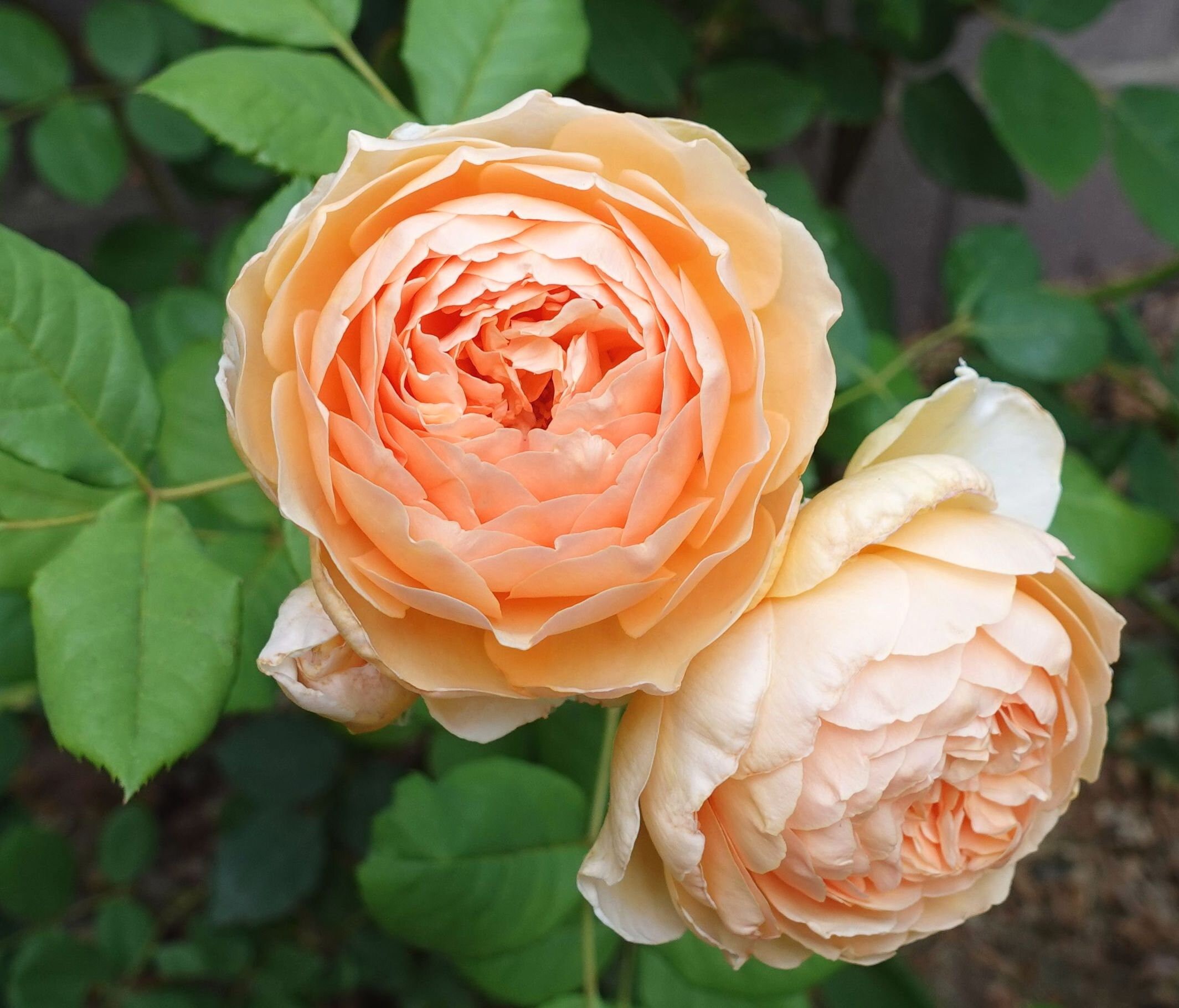 Beautiful Apricot-orange Color With Very Fragrant English Rose, Live ...