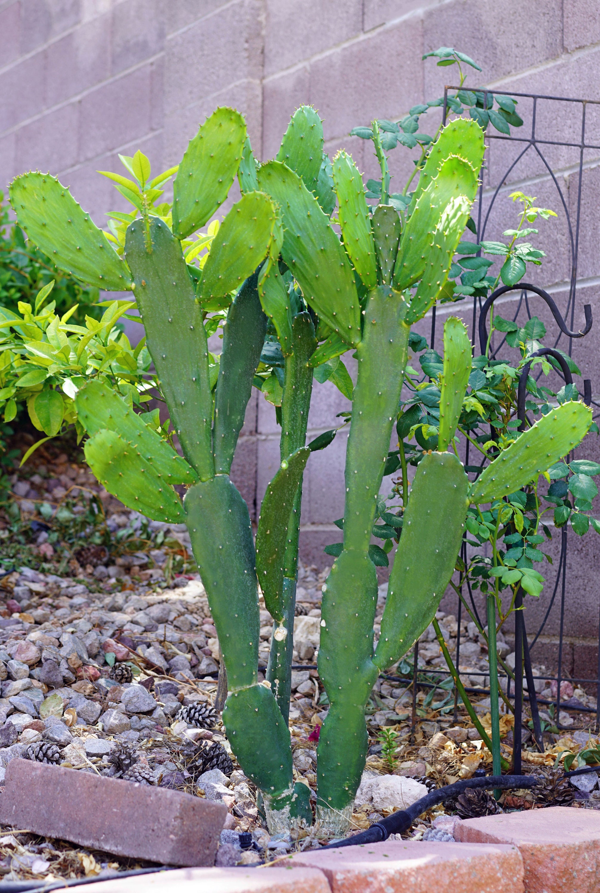 Jade Green Cactus mostly Thornless, Can Grow Like a Tree or a Bush - Etsy