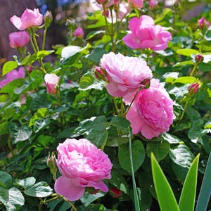 Beautiful Pink Old English Rose, Live Potted Plant With Healthy Own ...