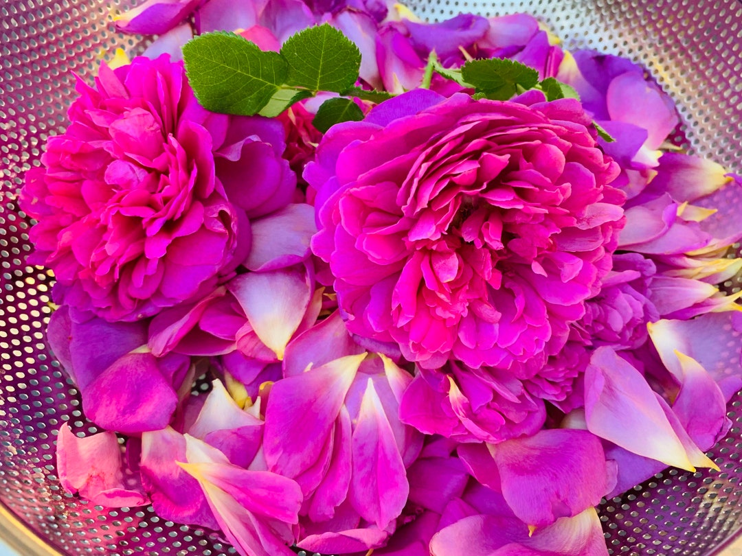 Very Fragrant Bright Purple-pink English Rose, Live Potted Plant With ...