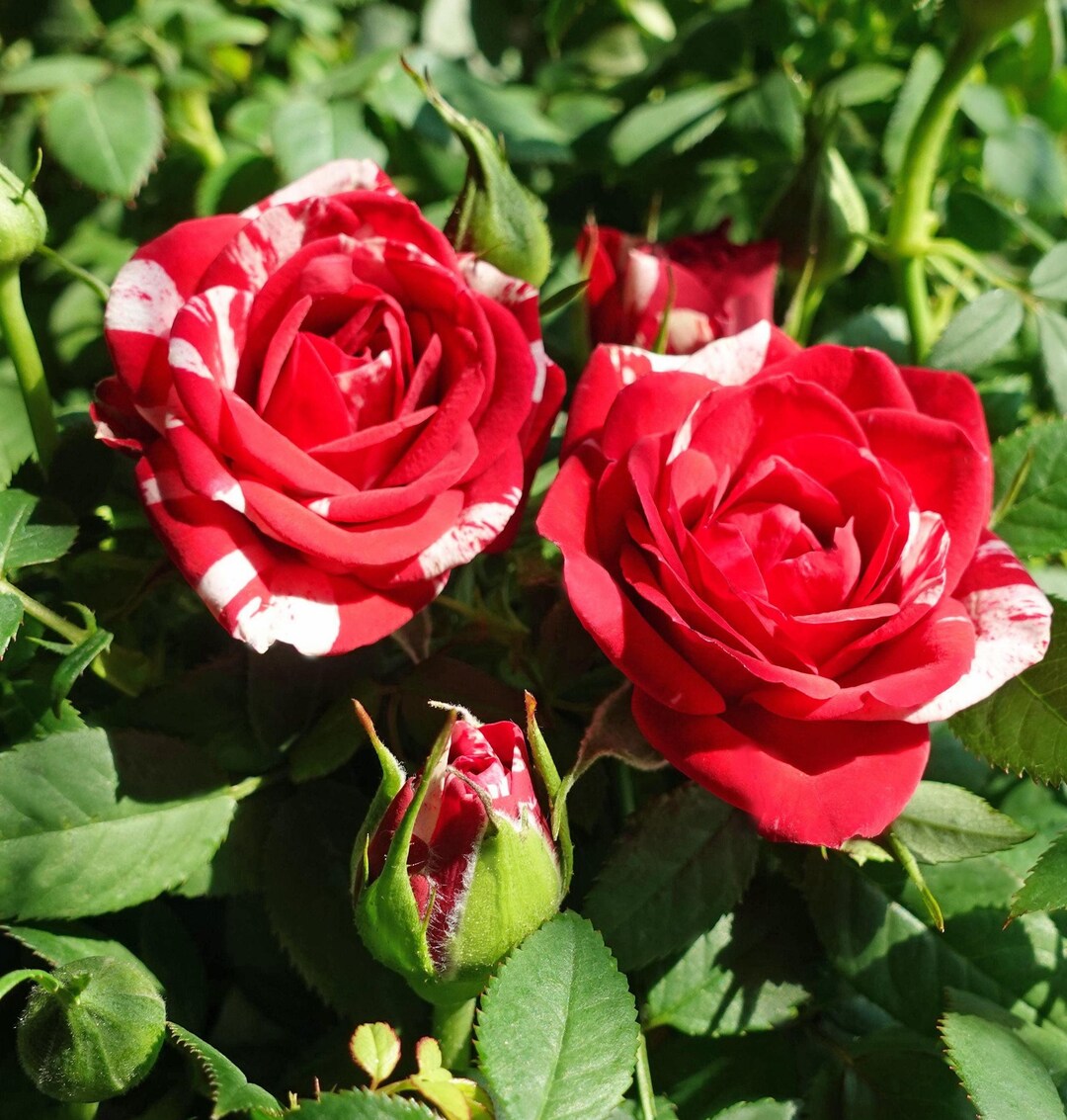 Mini Red and White Rose, Live Plant Potted, Healthy Own Root - Etsy