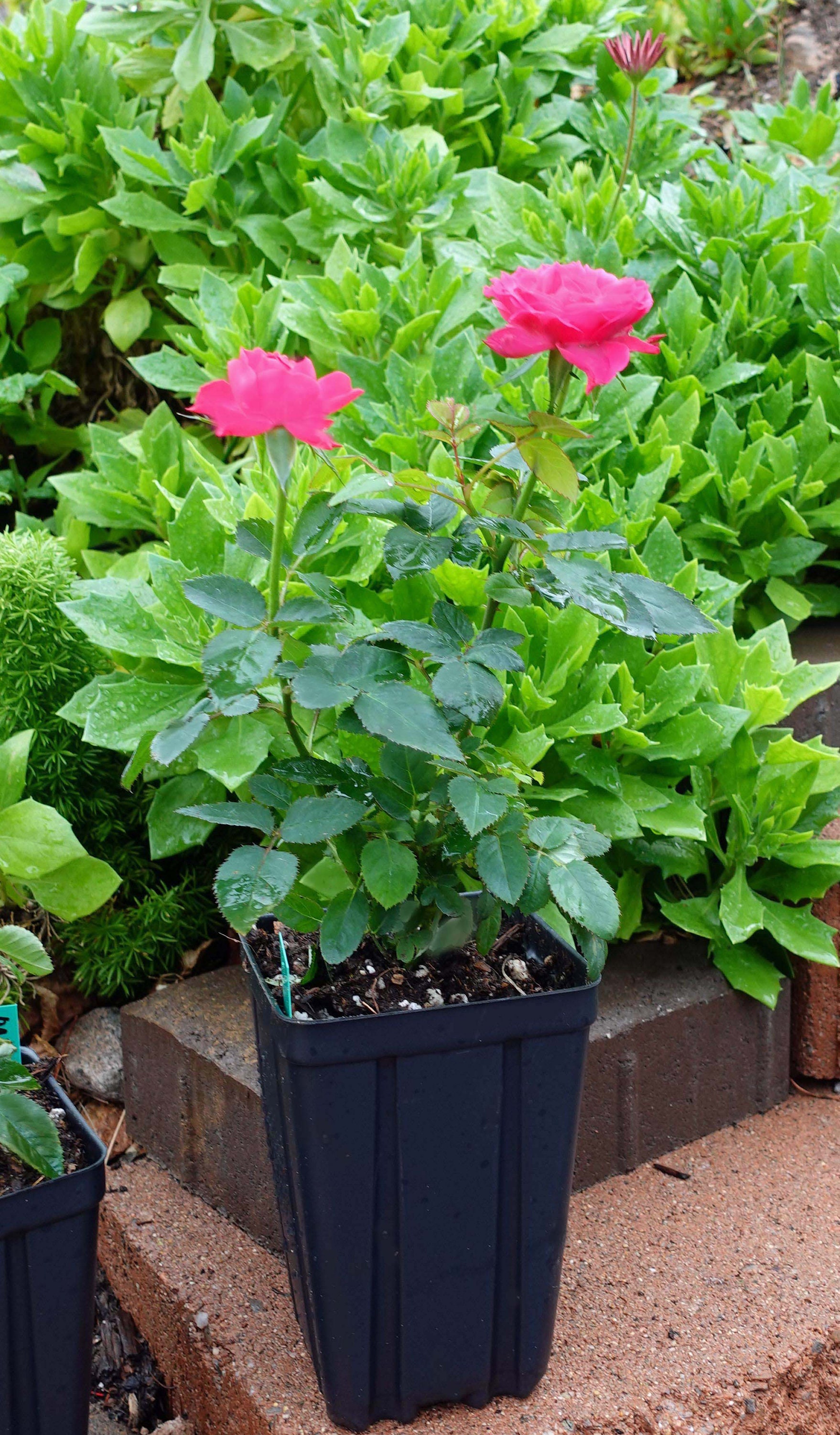 Rose Pink Mini Rose, Live Plant Potted, Healthy Own Root - Etsy