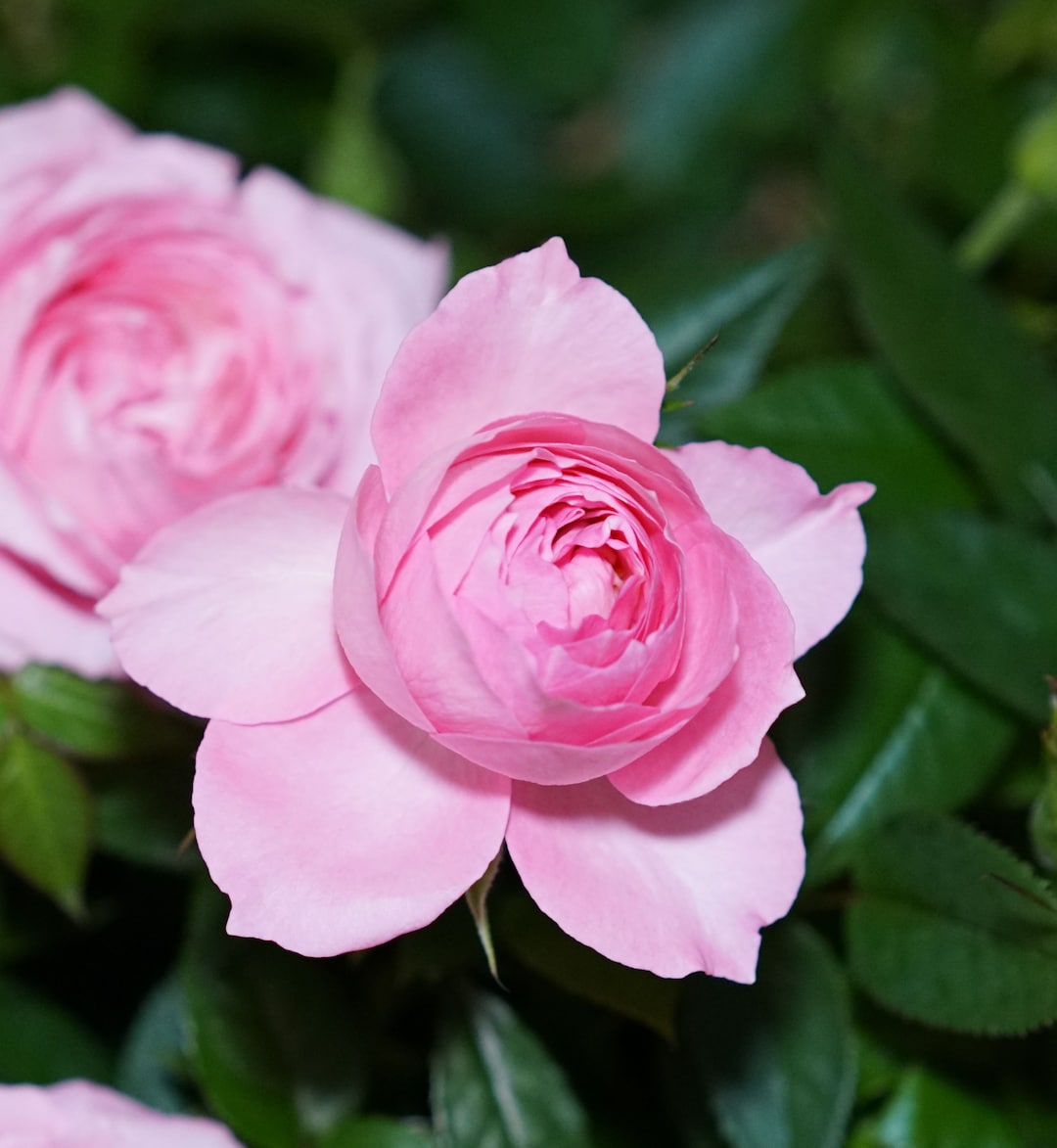 Beautiful Pink Mini Medium Size Flower Rose, Live Plant Potted, Healthy ...