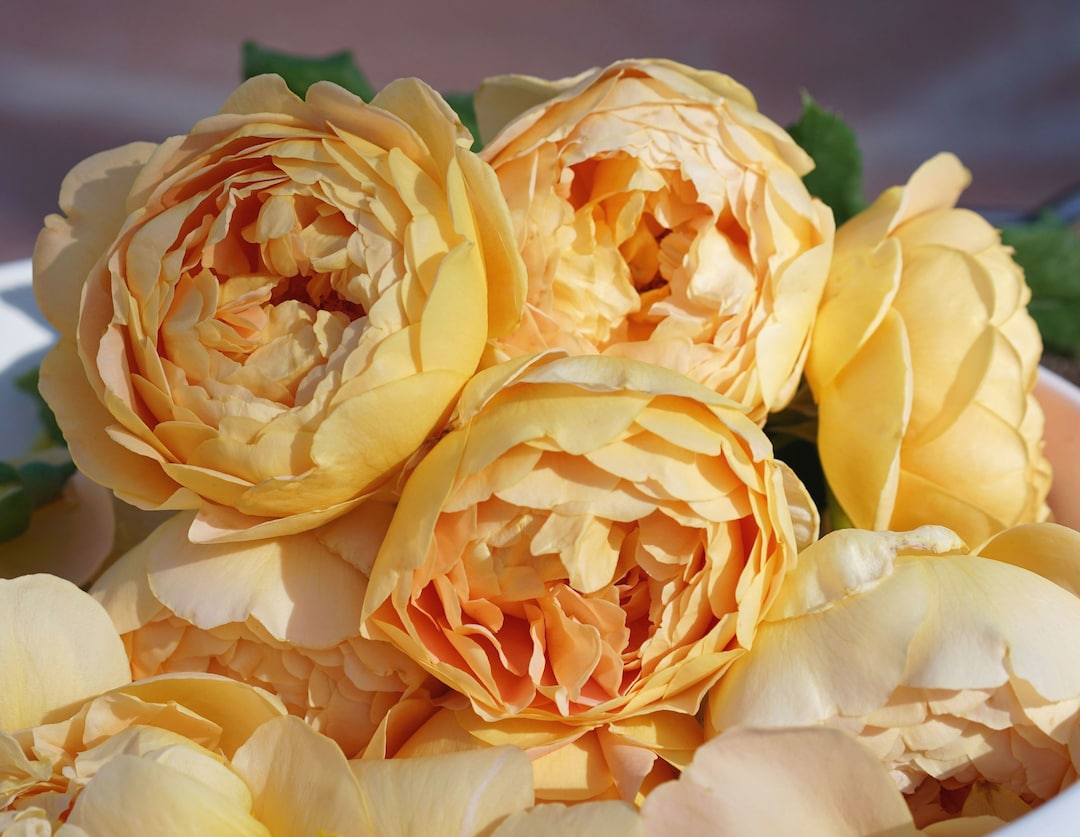 Beautiful Apricot-orange Color With Very Fragrant English Rose, Live ...