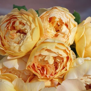 Beautiful Apricot-orange Color With Very Fragrant English Rose, Live ...