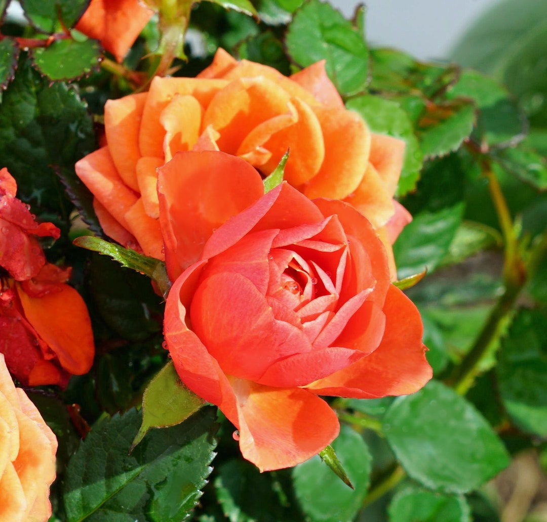 Lovely Orange Mini Rose, Live Plant Potted, Healthy Own Root - Etsy